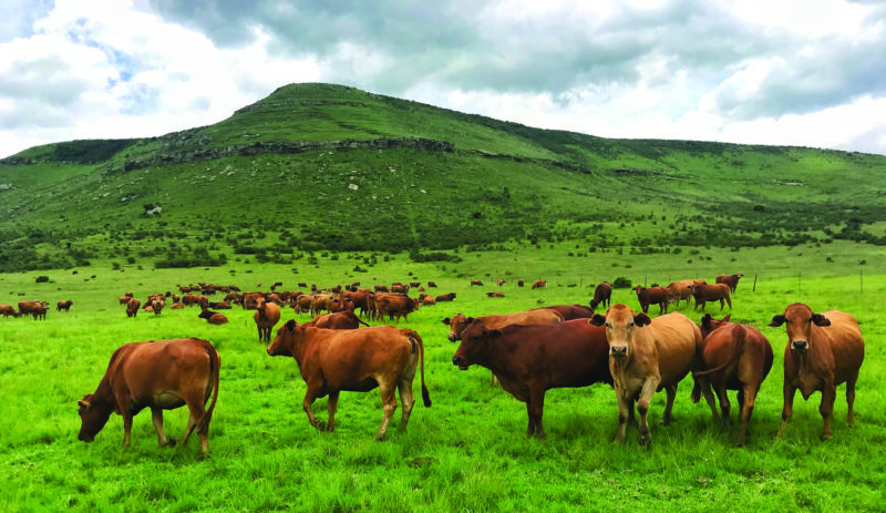 Cattle Bloat Treatment and Prevention - Grit